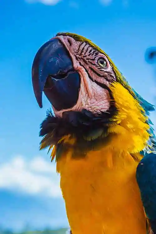 Join the community of parrot lovers Parrot4sale